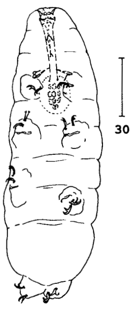 Hypsibius - Tardigrade Key