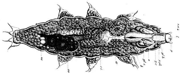 Milnesium – Tardigrade Key