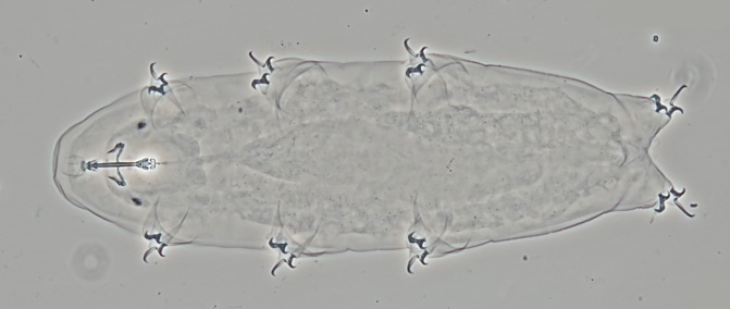 Notahypsibius – Tardigrade Key